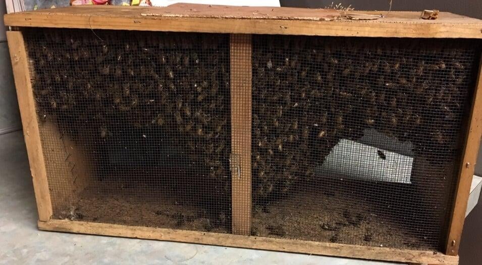 Spring 2026 - 3 lb. Package of Italian Honey Bees | Festa Family Farms